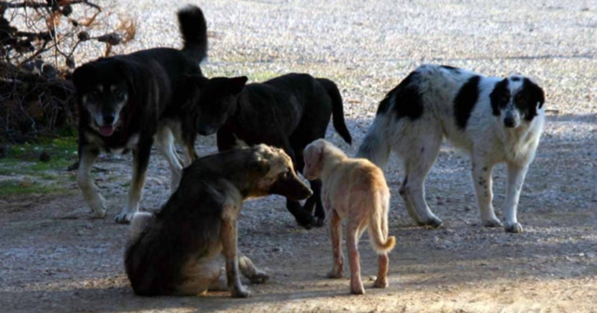 Βόλος: Αγέλη σκύλων επιτέθηκε σε μητέρα και παιδί – Η ίδια που είχε ...